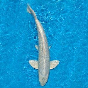 Koi kapr č. 147 Platinum Ogon 60 cm | Vše pro váš bazén